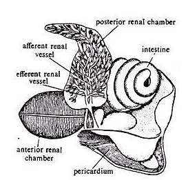 Molluscs Pila - Zoology Optional Notes for UPSC PDF Download