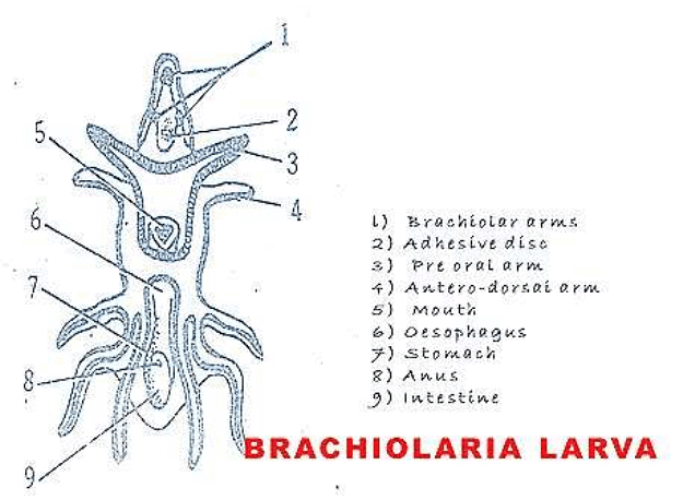 Echinodermata Larval Forms - Zoology Optional Notes for UPSC PDF Download