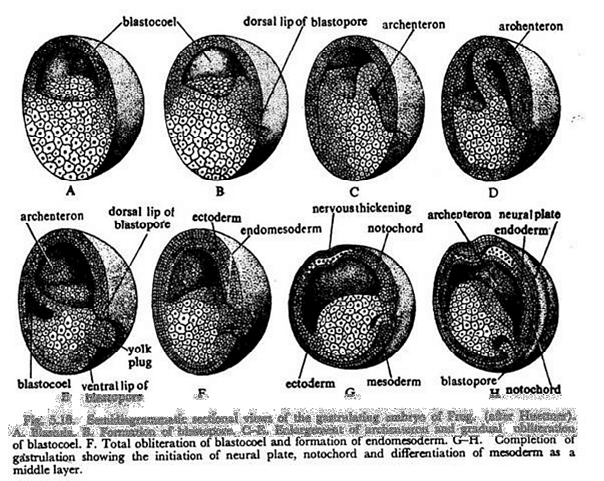 Gastrulation in Frog and Chicks - Zoology Optional Notes for UPSC PDF ...
