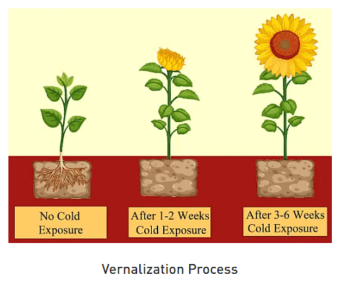 Vernalization and Senescence - Botany Optional for UPSC PDF Download