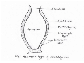Porifera: Water Canal System - Zoology Optional Notes for UPSC PDF Download