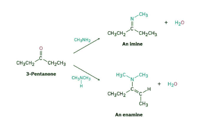 Nucleophilic Addition of Amines- Imine and Enamine Formation - Chemistry