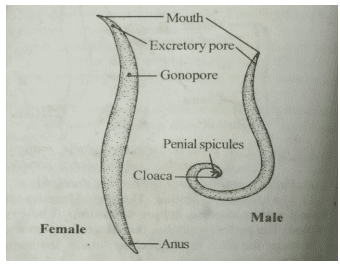 Aschelminthes Diagram