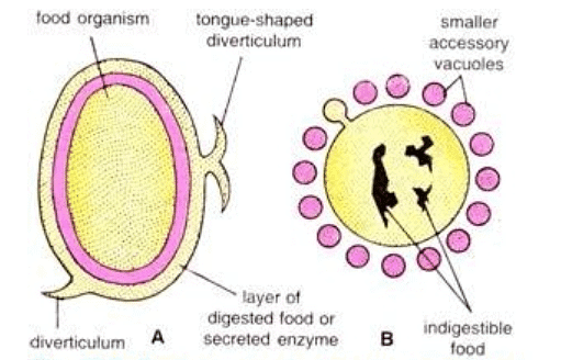 Protozoa: Nutrition - Zoology Optional Notes for UPSC PDF Download