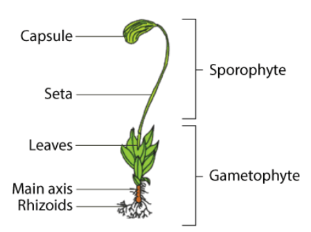 Structure and Reproduction Bryophytes - Botany Optional for UPSC PDF ...