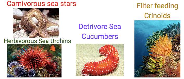 Echinodermata Feeding and Respiration - Zoology Optional Notes for UPSC