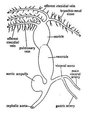 Molluscs Pila - Zoology Optional Notes for UPSC PDF Download