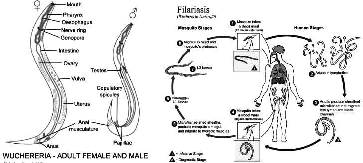 Wuchereria Bancrofti Infection Life Cycle Symptoms Filarial Nematodes