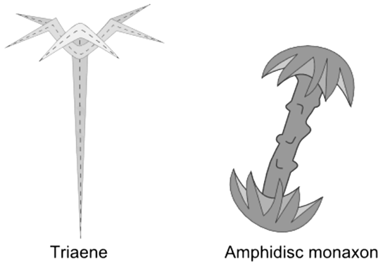 Porifera: Skeleton - Zoology Optional Notes for UPSC PDF Download