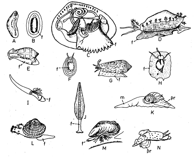 Molluscs Locomotion - Zoology Optional Notes for UPSC PDF Download