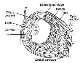 Molluscs: Sepia - Zoology Optional Notes for UPSC PDF Download