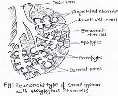 Porifera: Water Canal System - Zoology Optional Notes for UPSC PDF Download