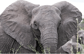 Evolution of Elephant - Zoology Optional Notes for UPSC PDF Download