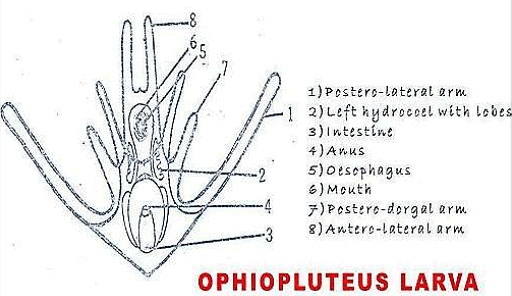 Echinodermata Larval Forms - Zoology Optional Notes for UPSC PDF Download