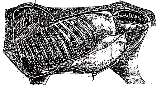 Surface Anatomy of Visceral Organs of Thoracic, Abdominal, and Pelvic ...