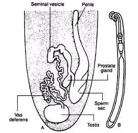 Molluscs Sepia - Zoology Optional Notes for UPSC PDF Download