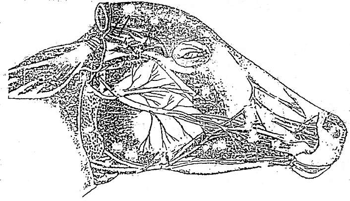 Regional Anatomy of Paravertebral Nerves - Animal Husbandry and ...
