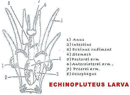 Echinodermata Larval Forms - Zoology Optional Notes for UPSC PDF Download