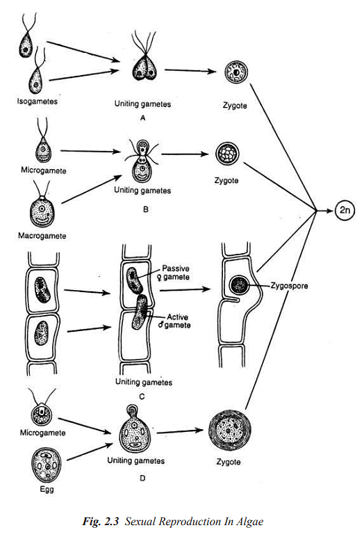 Introduction To The Algae Structure And Reproduction