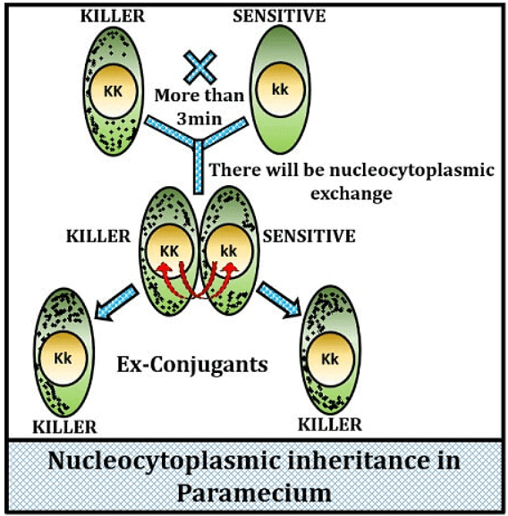 Cytoplasmic Inheritance and Genes - Botany Optional for UPSC PDF Download