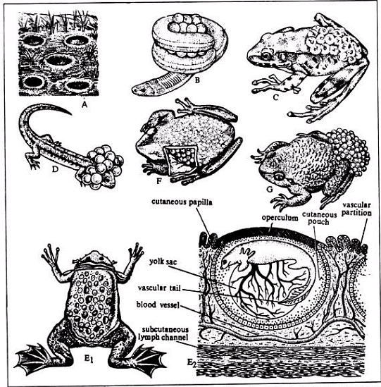 Diagram Amphibia