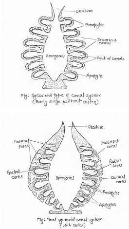 Porifera: Water Canal System - Zoology Optional Notes for UPSC PDF Download