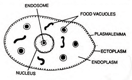 Entamoeba Histolytica Diagram