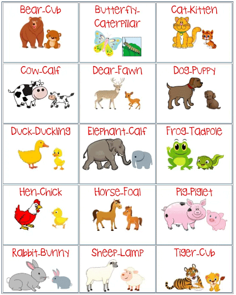 Animals - Class 1 General Knowledge Olympiad - Quick Revision Study Guide
