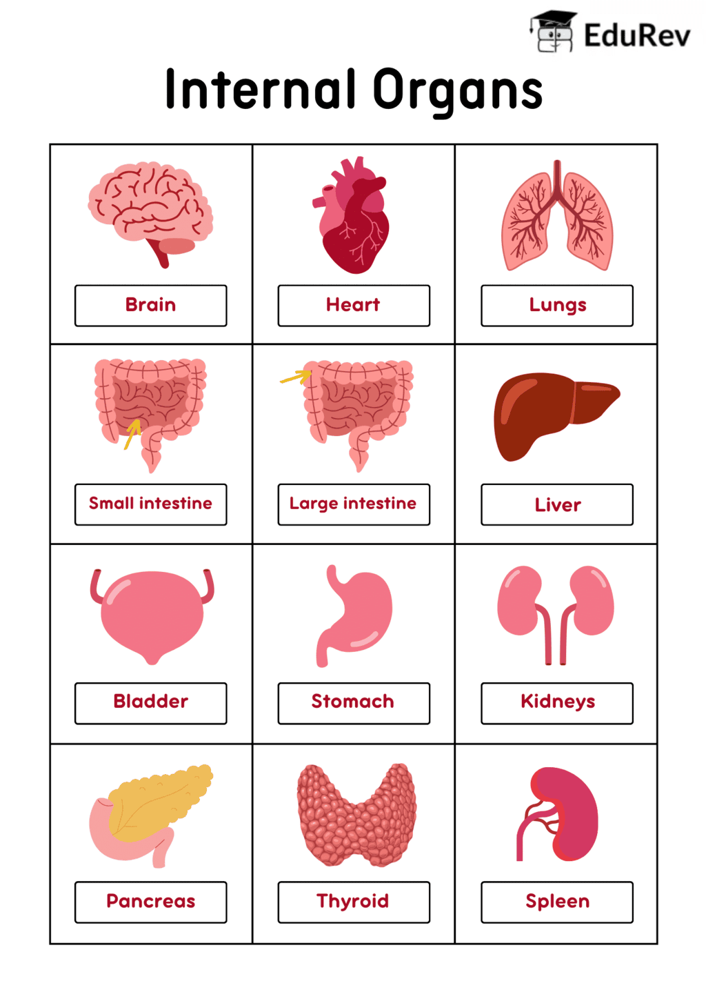 Poster Internal Organs - Class 2 PDF Download
