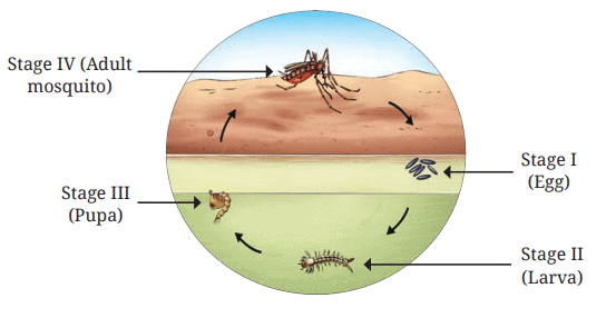 Diagram Based Questions: Living Creatures: Exploring their ...