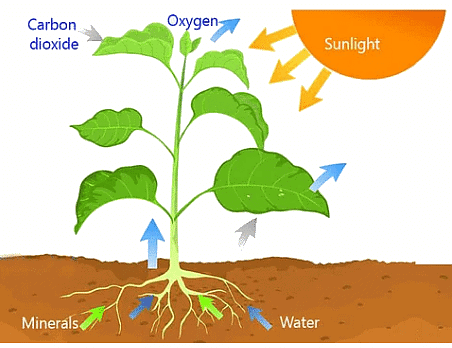 Revision Notes For Science Chapter 1 Nutrition In Plants Class 7th