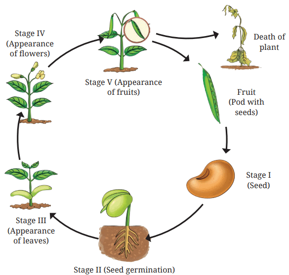 Living Creatures Exploring Their Characteristics Important Question ...