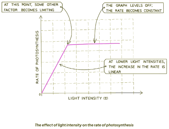 Gcse Biology Limiting Factors Photosynthesis, Limiting Factors & Uses