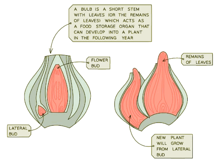 Flower Bulb In Asexual Reproduction