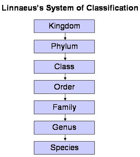 7 Kingdom Classification
