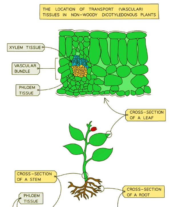 Functions Of Xylem And Phloem Biology Notes For Igcse 2014 Functions