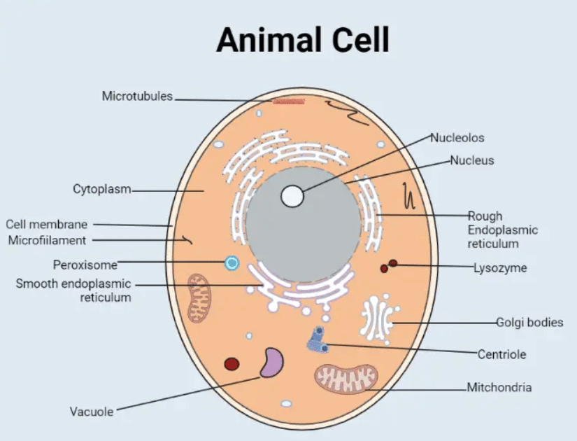 Animal and Plant Cells - Year 7 PDF Download