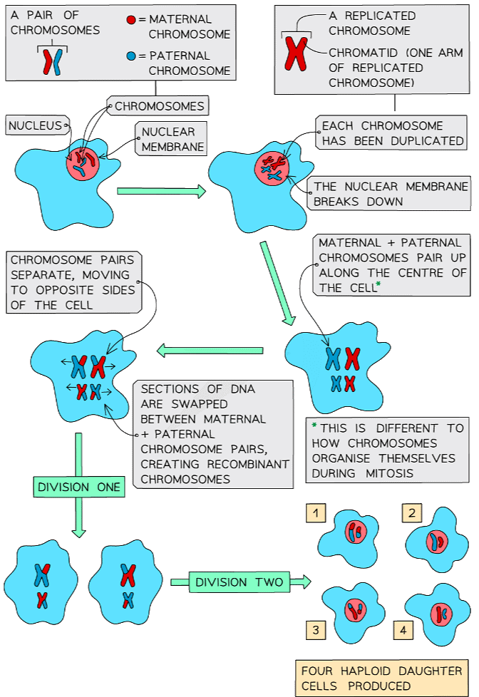Meiosis - Biology for Grade 10 PDF Download
