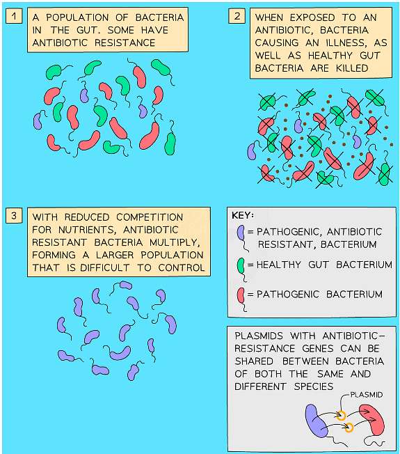 Extinction and Resistant Bacteria - Biology for Grade 10 PDF Download
