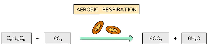 Aerobic and Anaerobic Respiration - Biology for Grade 10 PDF Download
