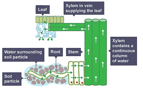 Transpiration - Biology for Grade 10 PDF Download