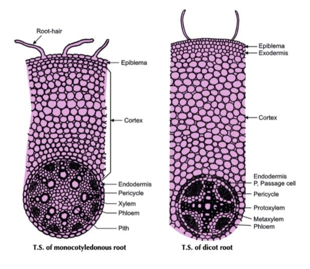 NCERT Summary: Anatomy Of Flowering Plants - Biology Class 11 - NEET ...