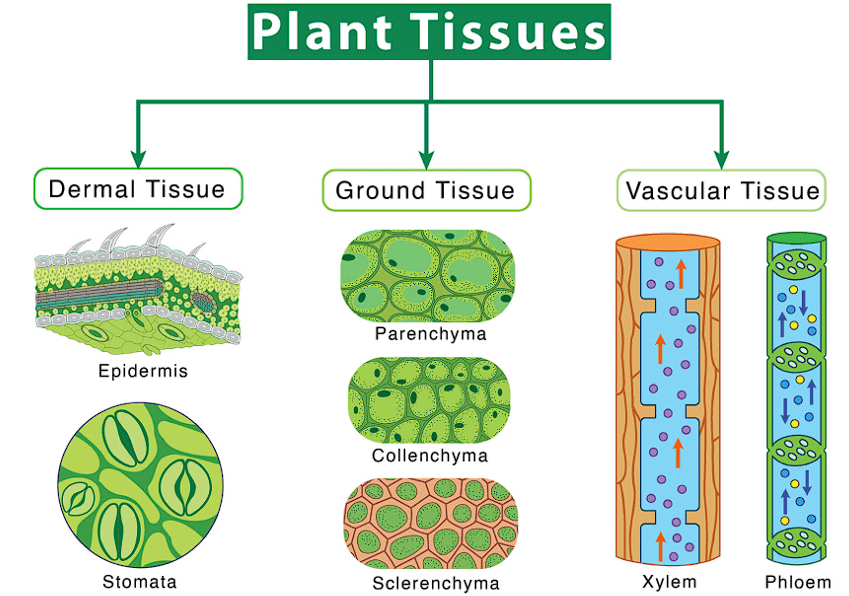 Ground Tissue System In Plants For Neet Aipmt Aiims