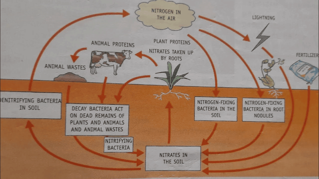 Nitrogen Cycle Microorganisms Friend And Foe Class 8 Welcome To The