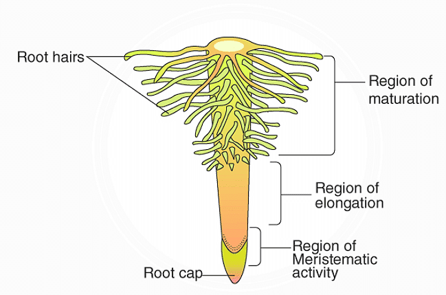Important Diagrams: Morphology of Flowering Plants - Biology Class 11 ...