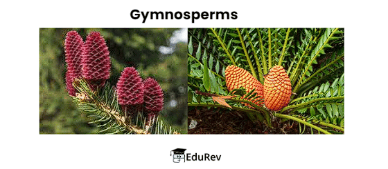 Gymnosperms Biology