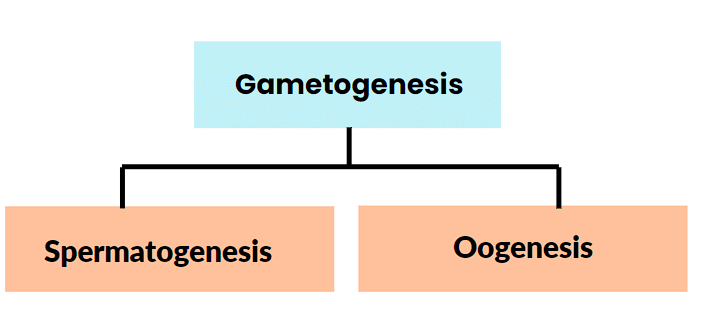 Gametogenesis Spermatogenesis And Oogenesishindi Ncert