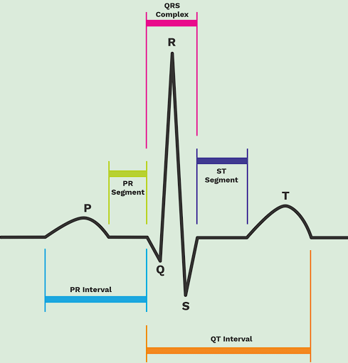 Cardiac Cycle and ECG - NEET PDF Download