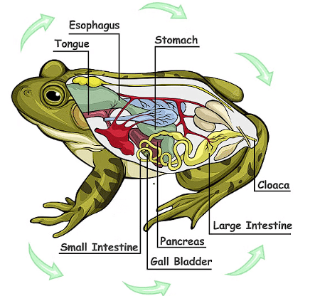 Anatomy Of A Frog And Functions Frog Dissection, Labeled Images