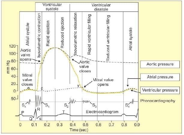 Cardiac Output and Regulation Chapter Notes - Physiology - NEET PG PDF ...